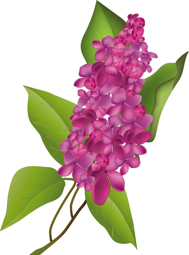 Lilac Bush Stock Illustrations – 6,054 Lilac Bush Stock Illustrations ...