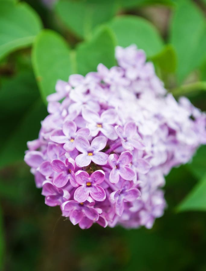 Lilac stock image. Image of temperate, single, lilac - 12942045