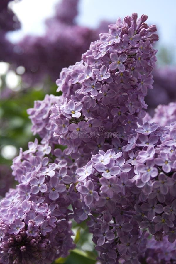 The lilac stock image. Image of color, flower, decorative - 14252525