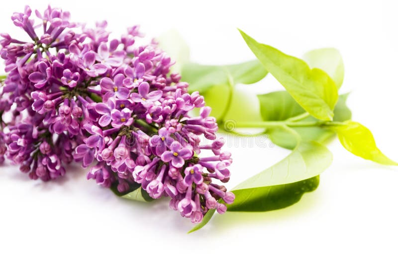 Lilac stock image. Image of nature, peace, macro, horizontal - 14601071