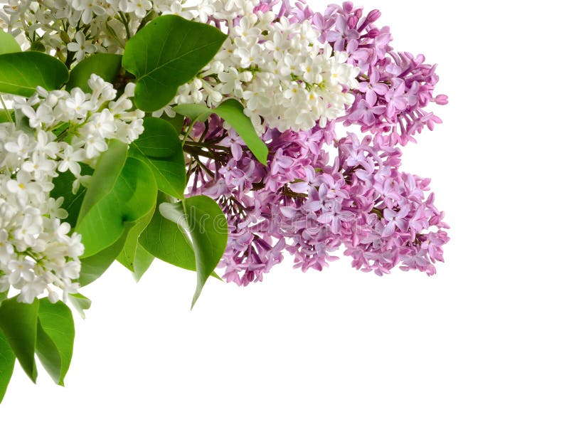 Lilac stock photo. Image of lilac, herbal, nature, floral - 14614226