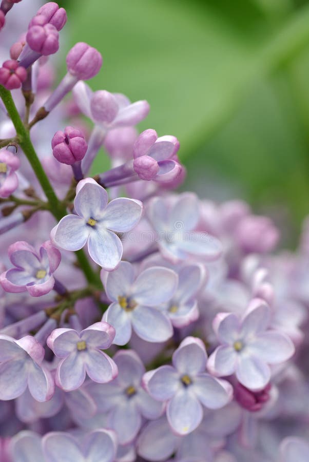 Lilac stock image. Image of bloom, lilac, diagonal, landscape - 15365457