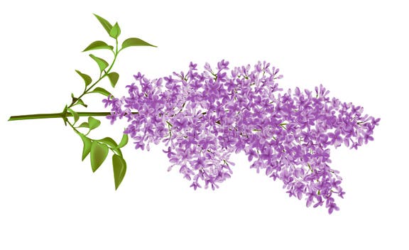 Lilac Bush Stock Illustrations – 6,054 Lilac Bush Stock Illustrations ...