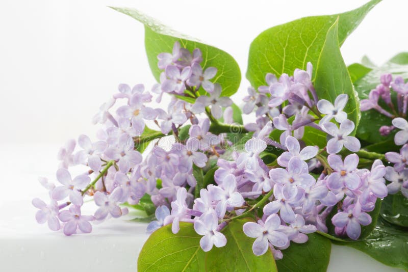 Lilac stock image. Image of green, petals, plants, lilacs - 23621865