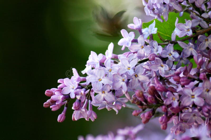 Lilac stock image. Image of bunch, fresh, garden, bloom - 240909