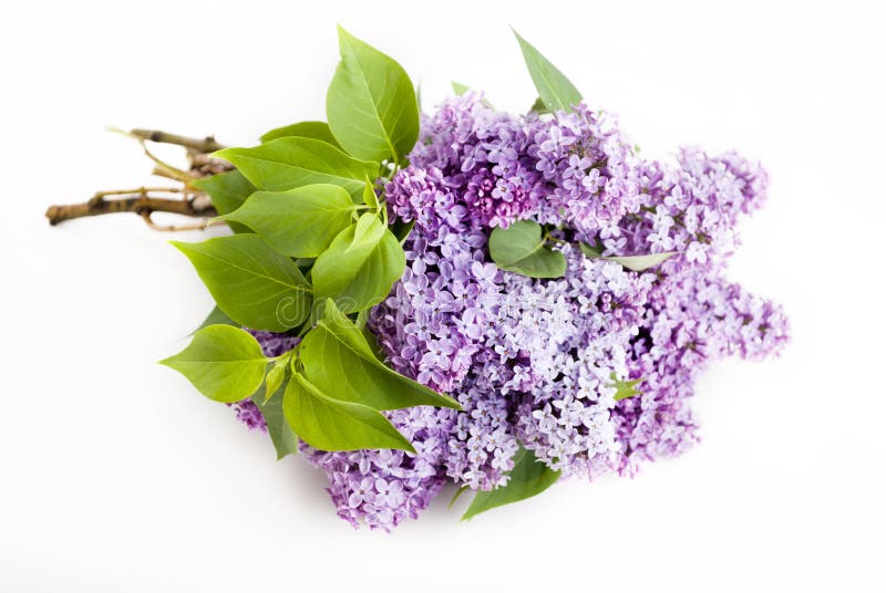 Lilac flowers bouquet stock photo. Image of nature, clusters - 14235234
