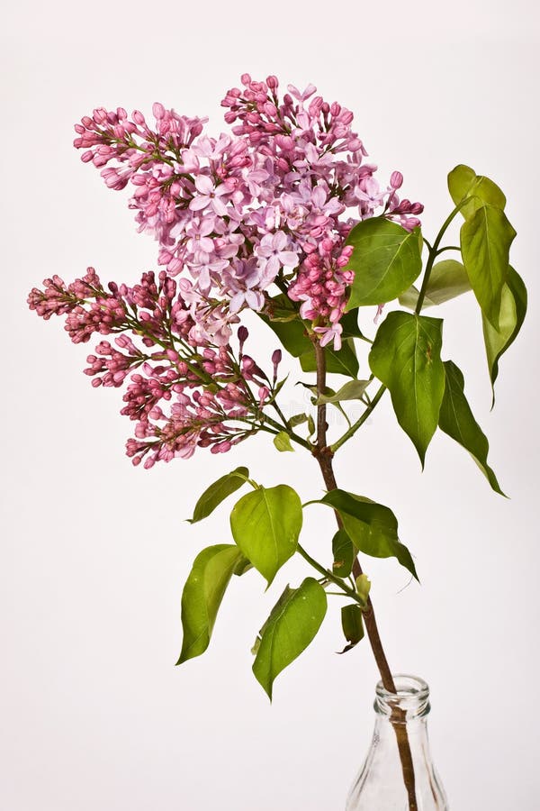 Lilac stock image. Image of flora, decorative, romance - 4476917