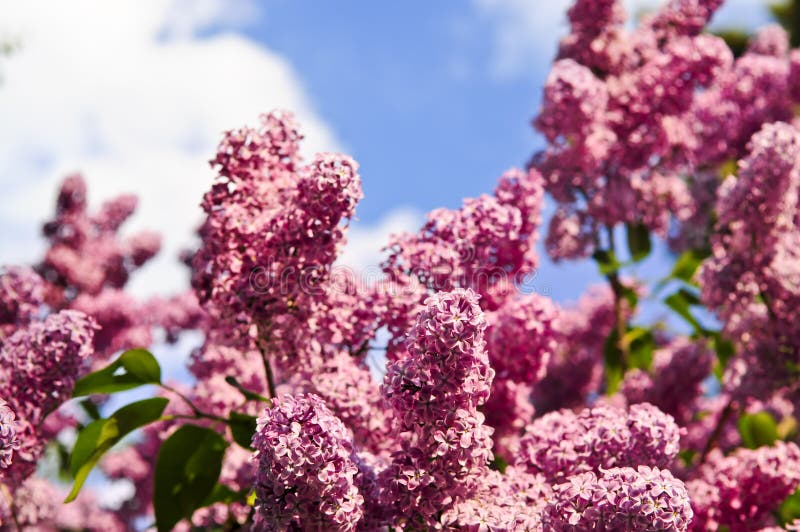 Lilac stock image. Image of bunch, detail, gardens, abundant - 5571815