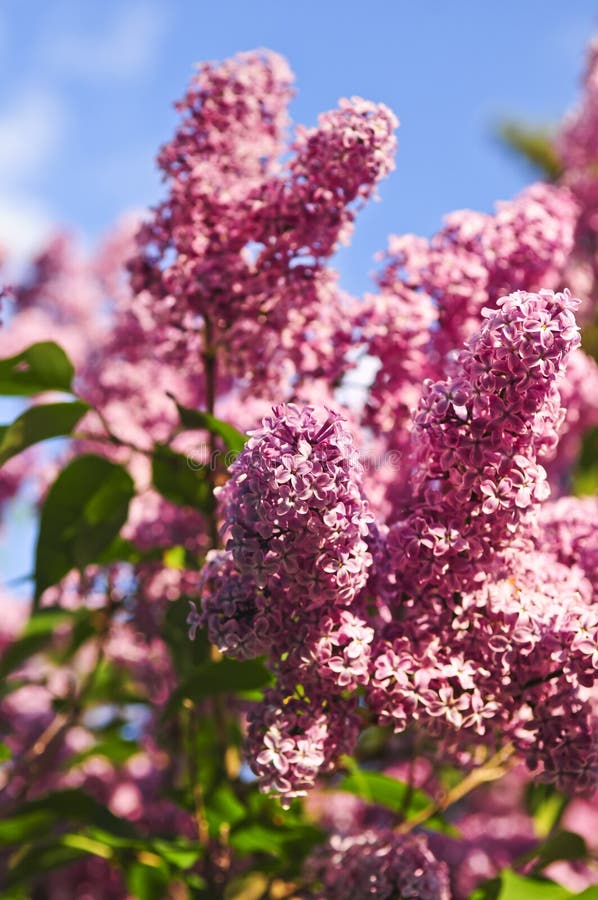 432,829 Lilac Stock Photos - Free & Royalty-Free Stock Photos from ...