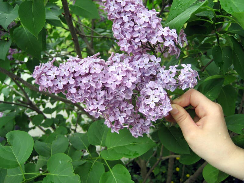 Lilac stock image. Image of garden, wallpaper, flora, fresh - 815317