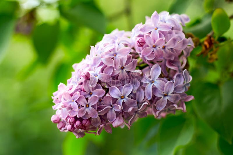 Lilac stock image. Image of lilac, natural, flowers, spring - 9989385