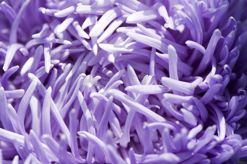 Lilac aster petal stock photo. Image of nice, closeup - 26629302