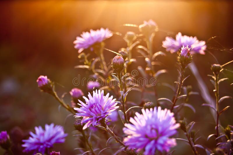 Lilac aster at sunset stock photo. Image of blur, lilac - 60715642