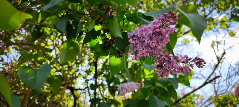 Lilac in Bloom and Beautiful Colours on a Sunny Day Stock Photo - Image ...