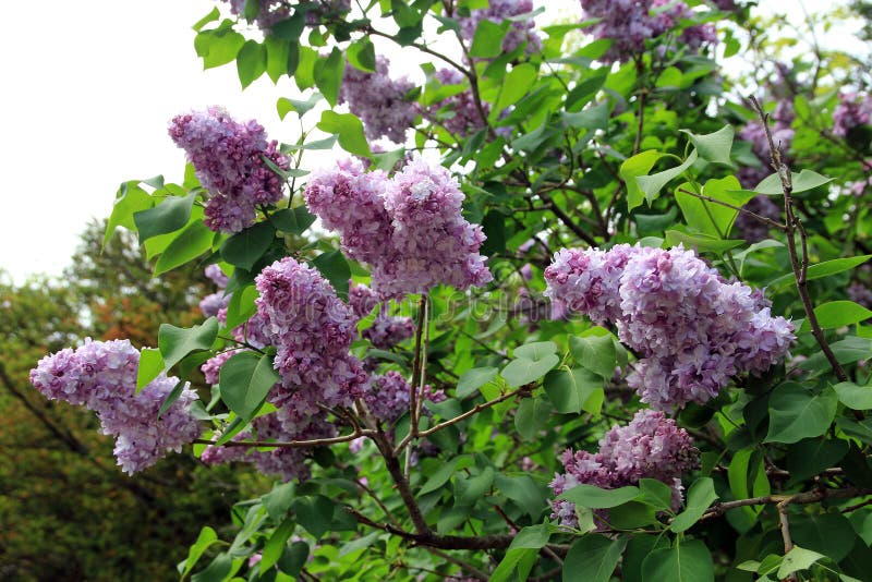 Lilac stock image. Image of lilac, blue, bloom, flower - 77829137