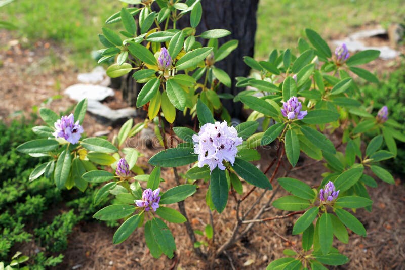 Lilac Blooming Rhododendron in the Shade of a Tree Stock Photo - Image ...