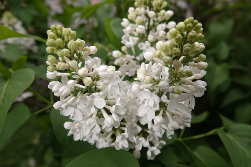 Lilac Blooms in Bunches of Flowers in Spring Stock Photo - Image of ...