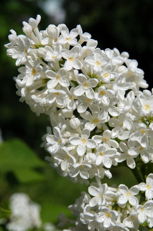 Lilac Blooms in Bunches of Flowers in Spring Stock Image - Image of ...