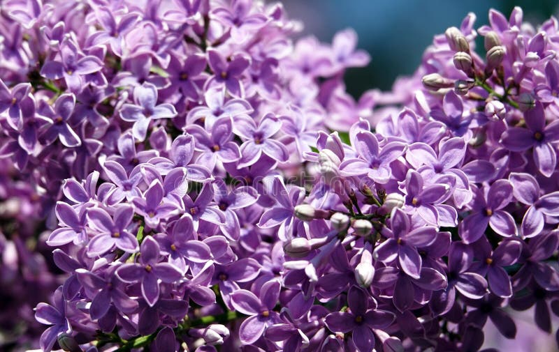 Lilac Blooms in Clusters of Flowers in Spring Stock Image - Image of ...