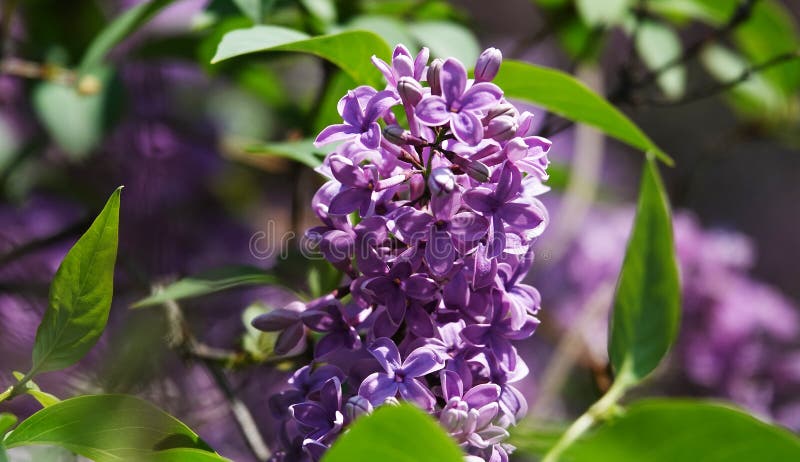Lilac Blooms in Clusters of Flowers in Spring Stock Photo - Image of ...
