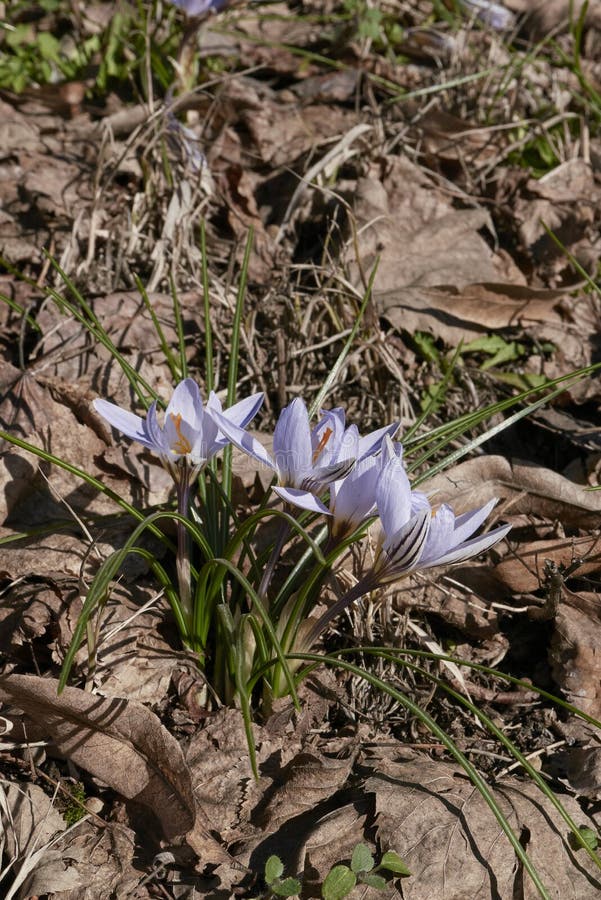 Crocus biflorus in bloom stock image. Image of road - 269239773