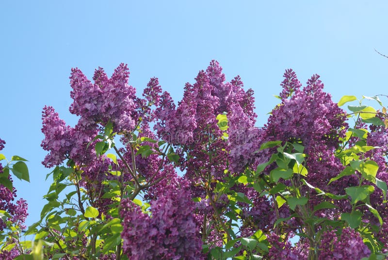 Blooming lilacs stock photo. Image of blossoms, flowers - 20602144