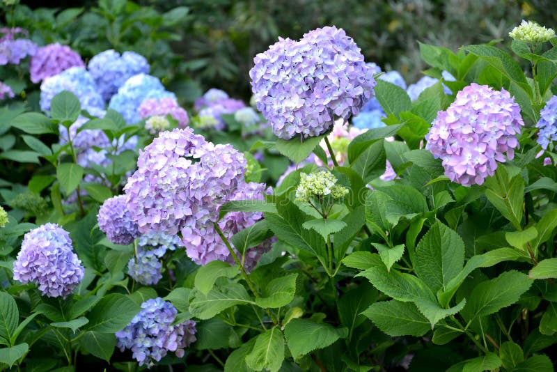Lilac and Blue Flowers of a Hydrangea Hydrangea L., Close Up Stock ...