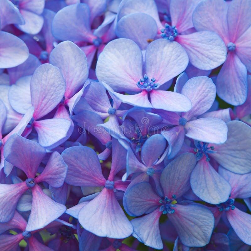 Lilac-blue Hydrangea Background Stock Photo - Image of hydrangea, fresh ...