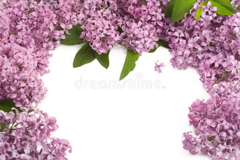 Lilac Border stock photo. Image of flower, element, fragrant - 14468768