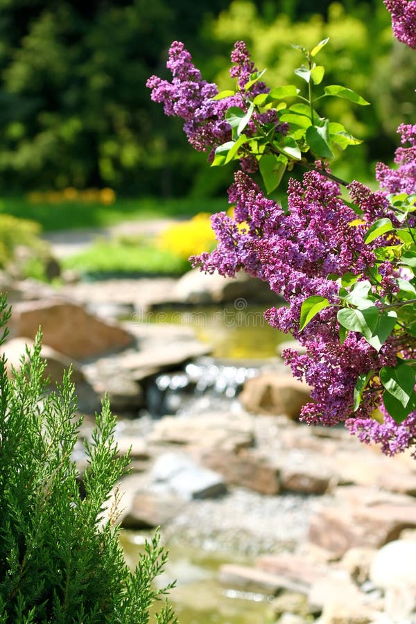 Lilac in Botanical To a Garden Stock Image - Image of nature, flower ...