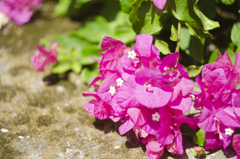Lilac Bougainvillea on a Bush, Turkey Stock Photo - Image of nature ...