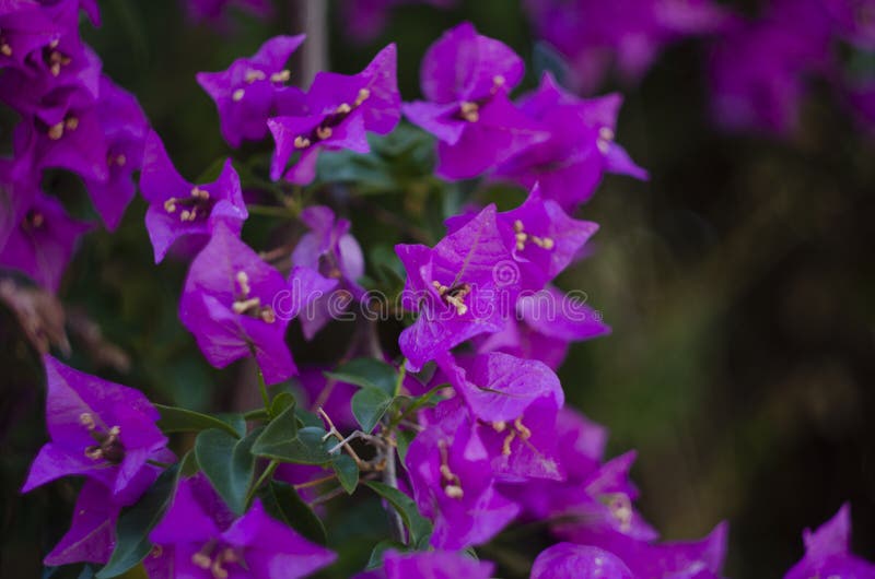 Lilac Bougainvillea on a Bush, Turkey Stock Photo - Image of green ...