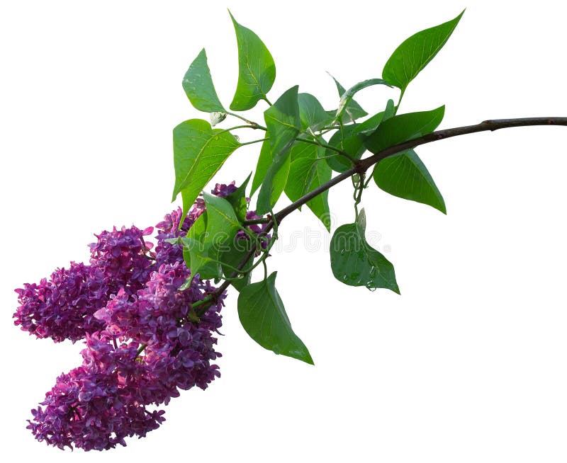 Lilac branch stock photo. Image of green, nature, background - 71187250