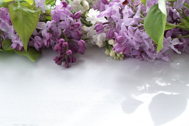 Lilac Branch with Flowers on a White Table Stock Photo - Image of leaf ...