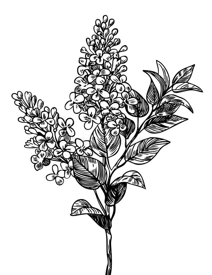 Lilac Stock Illustrations – 65,290 Lilac Stock Illustrations, Vectors ...