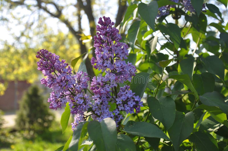 Lilac Branch in Spring Sunny Garden. Lilac Flowers Stock Photo - Image ...