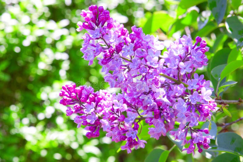 Lilac Branch. stock image. Image of tree, flower, vibrant - 31602765
