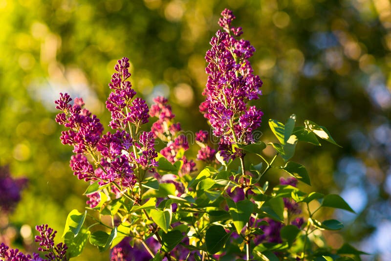 Lilac Branch in the Sunset Light Stock Photo - Image of deep, branch ...