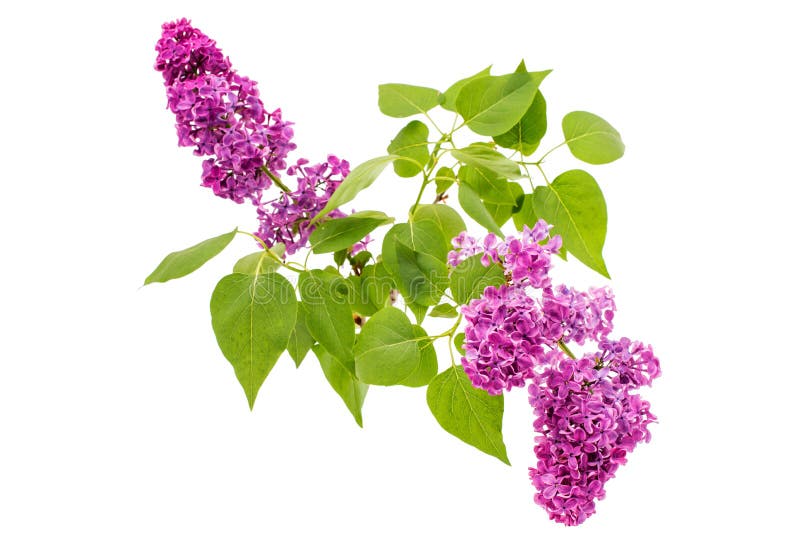 Lilac branch stock photo. Image of cluster, blossom, bloom - 64895688