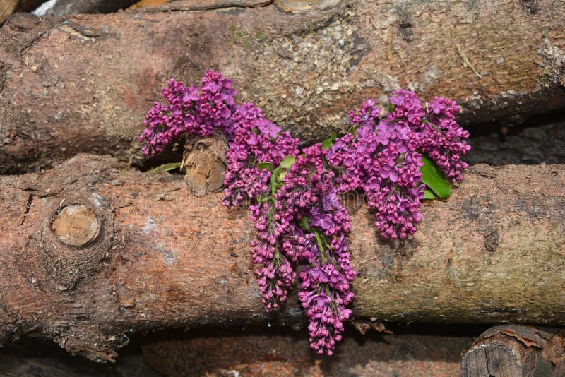 Lilac branch on wood stock photo. Image of flora, plants - 71383614