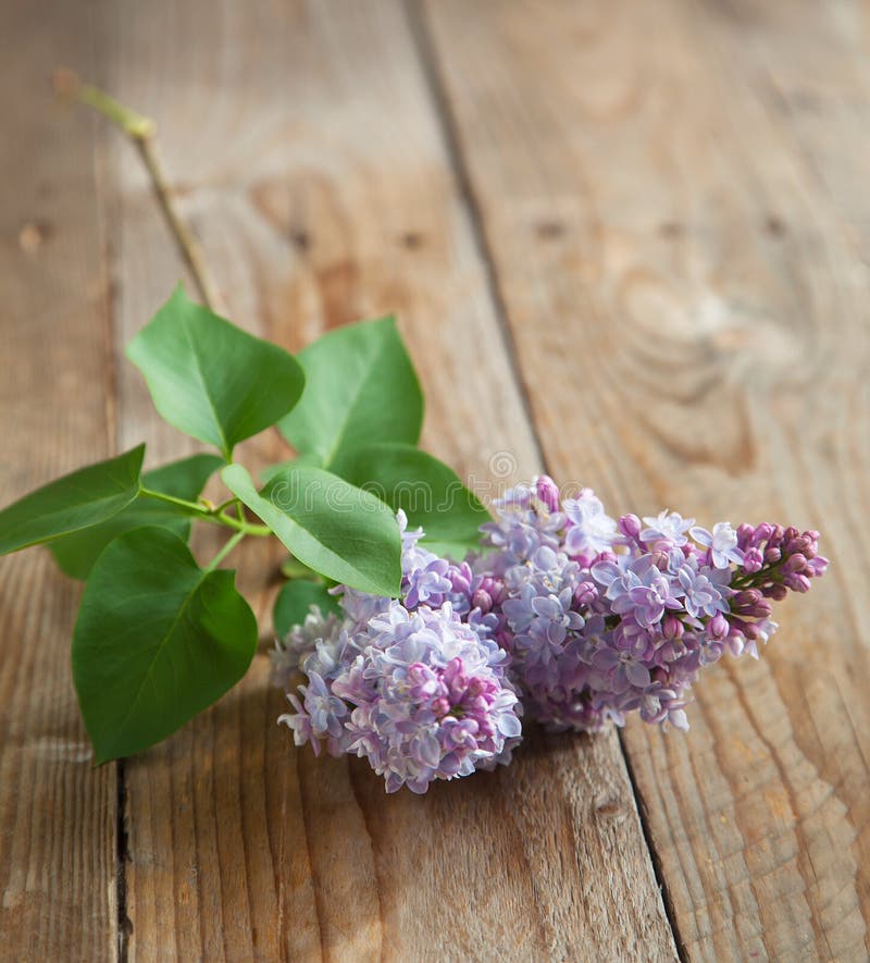 Lilac Branch on Wooden Table. Stock Photo - Image of background ...