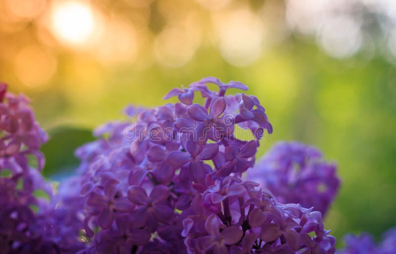 Lilac branches at sunset stock image. Image of garden - 118159905