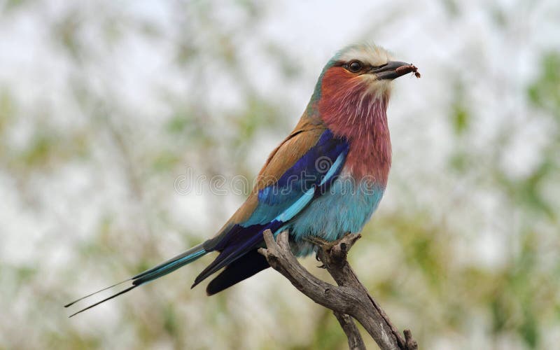 Lilac-breasted Roller Bird stock image. Image of african - 23613953