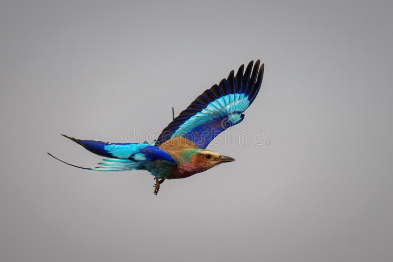 Lilac-breasted Roller with Catchlight Flies Lifting Wings Stock Photo ...