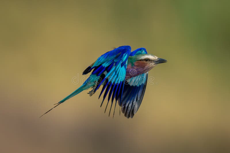 Lilac-breasted Roller with Catchlight Flies Over Boulder Stock Image ...