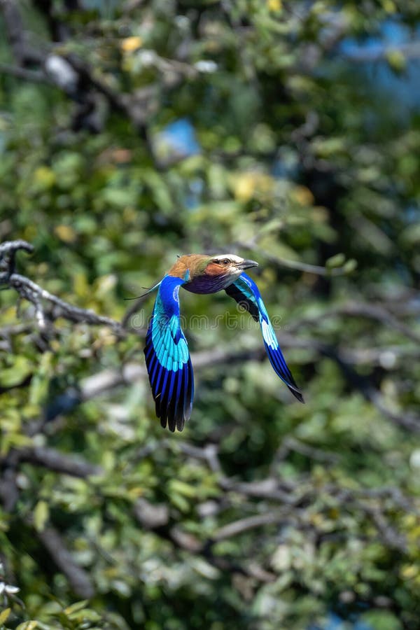 Lilac-breasted Roller with Catchlight Flies Past Tree Stock Image ...