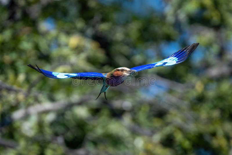 Lilac-breasted Roller with Catchlight Flies Spreading Wings Stock Photo ...