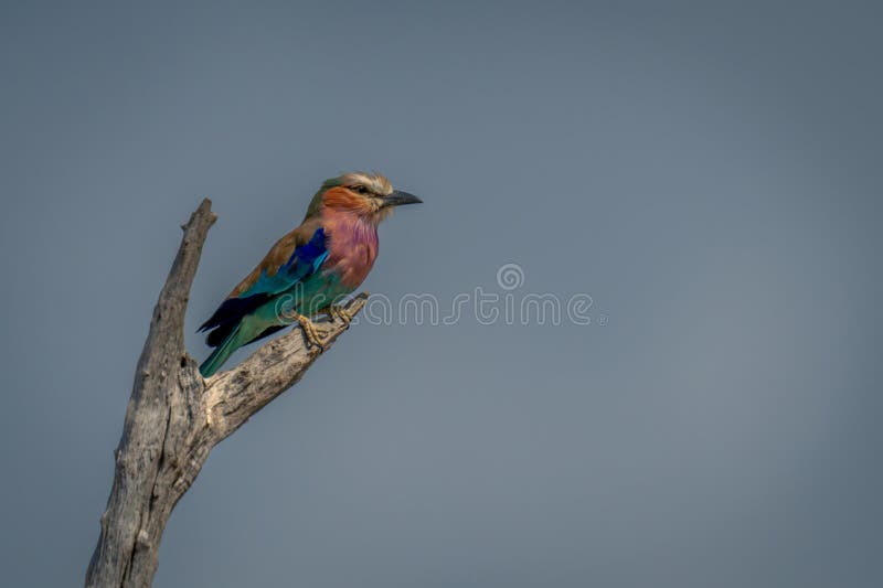 Lilac-breasted Roller on Dead Twig with Catchlight Stock Image - Image ...