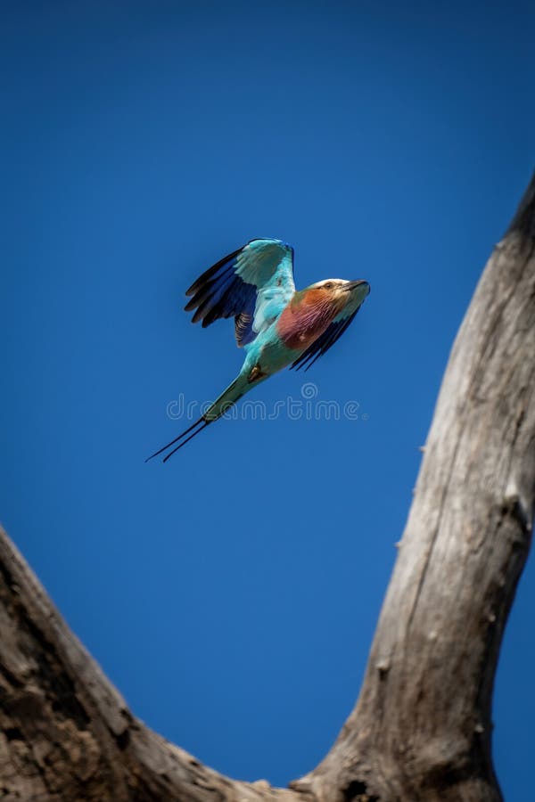 Lilac-breasted Roller Flies Past Fork in Tree Stock Photo - Image of ...