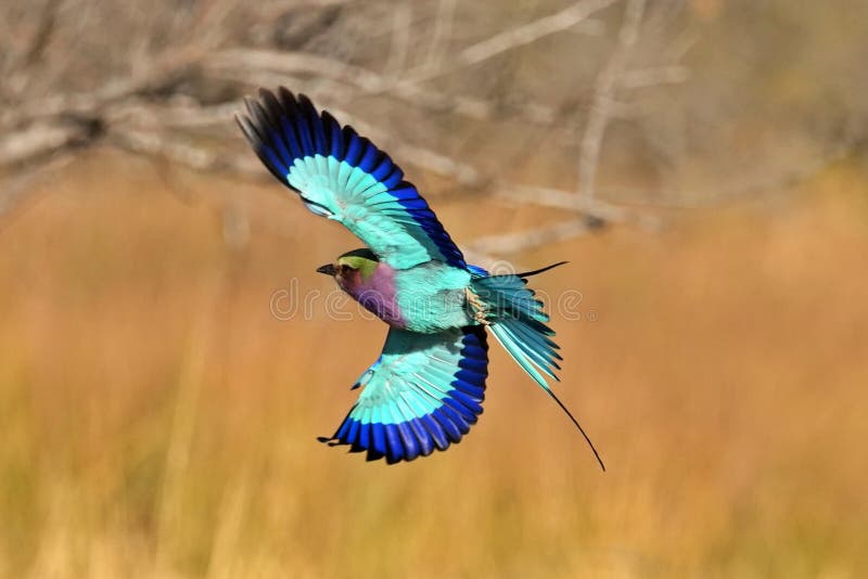 Lilac Breasted Roller in Flight Stock Photo - Image of bird, parakeet ...